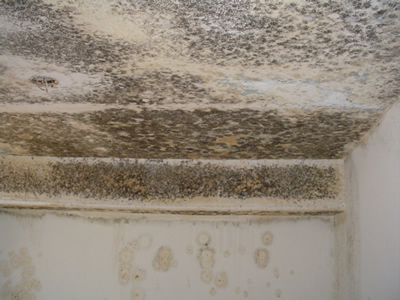 Advanced Environmental: Mold & Asbestos, Bio-Hazard Materials, Trama ...